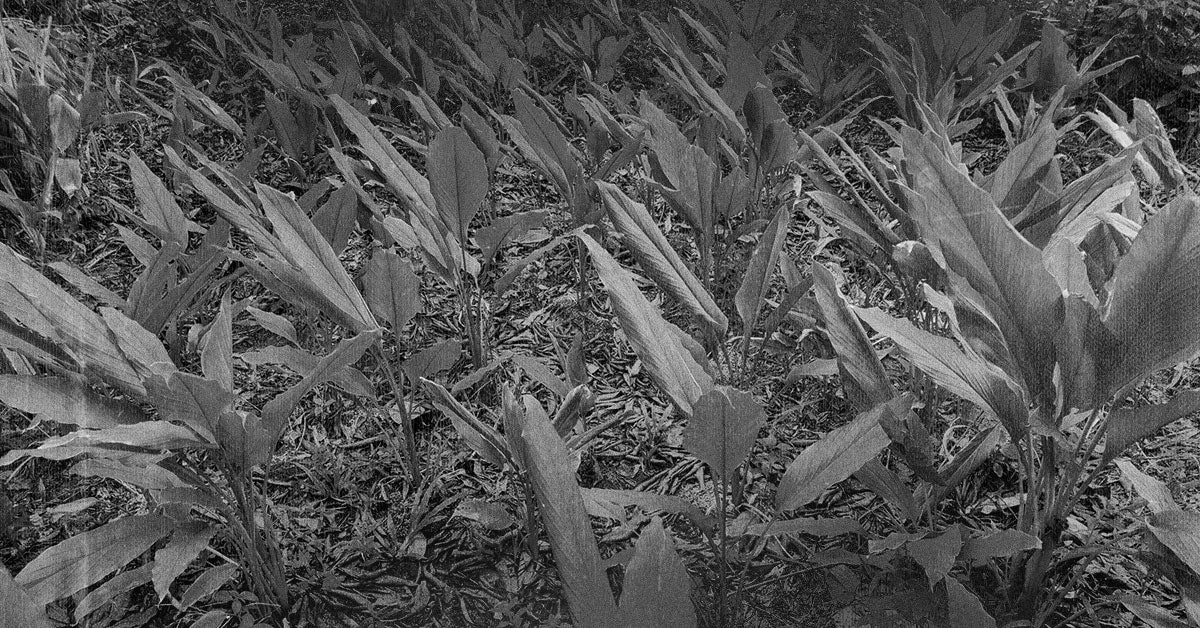 The History and Origins of Turmeric – MUD\WTR